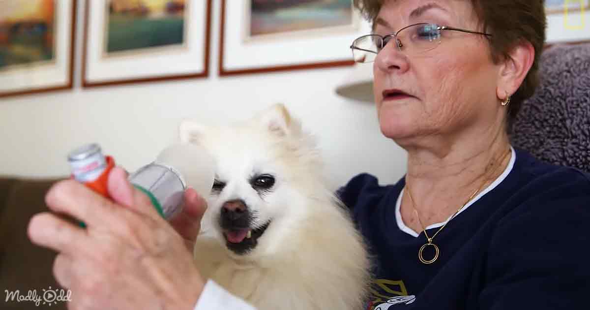 Senior dogs get to enjoy their golden years in a retirement home ...