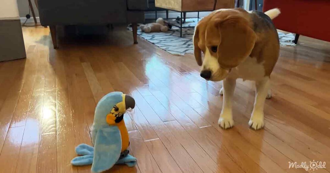 The cutest Beagle ever doesn’t like his new talking toy parrot – Madly Odd!