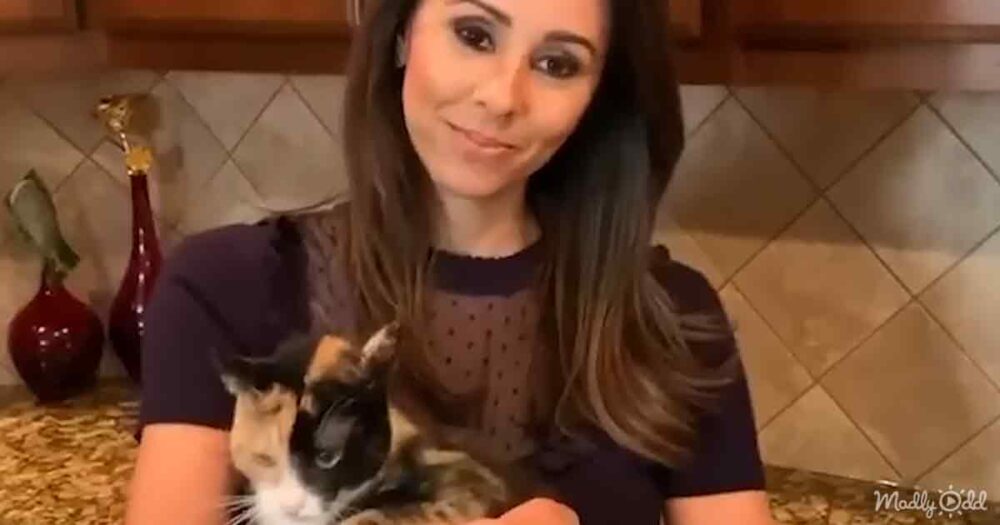 The cutest cats interrupt their newscaster parents while they work ...