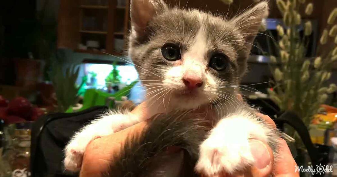 Three little kittens found in garden have their dream come true – Madly ...