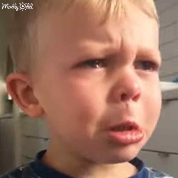 Toddler upset after learning the bacon is all gone – Madly Odd!