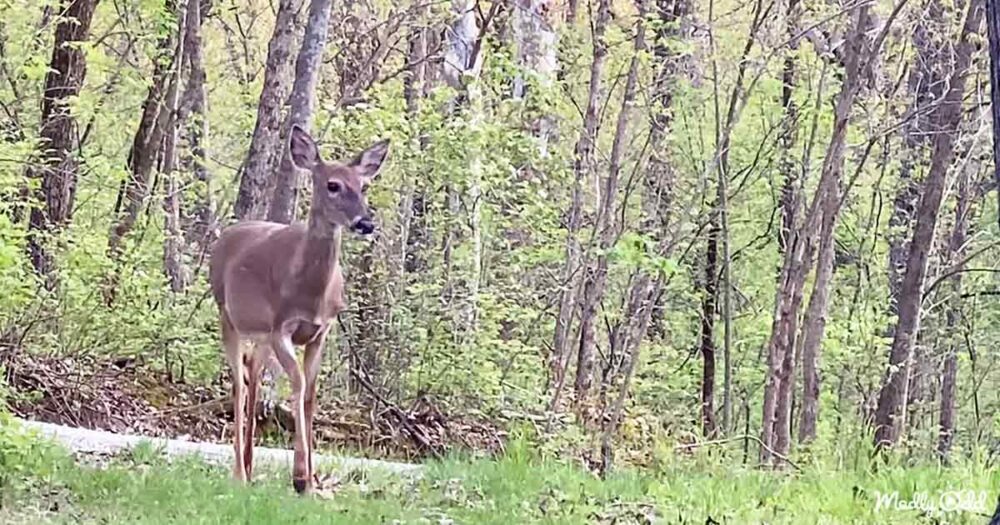 Woman captures video of deer from her back porch