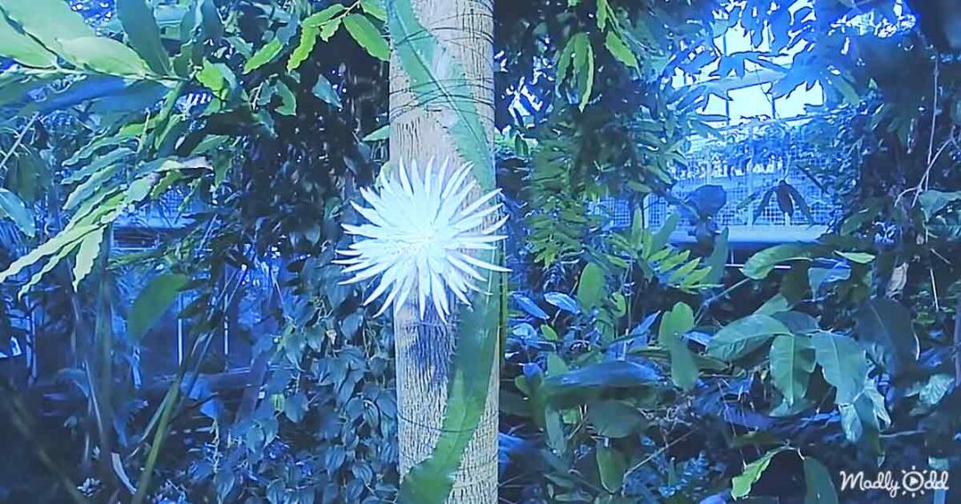 Breathtaking time-lapse – rare Moonflower that blooms once a year ...