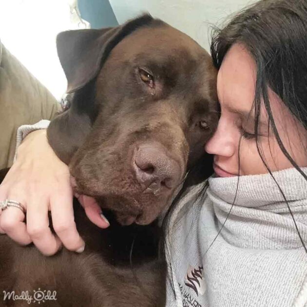 Chocolate Labrador makes the saddest face when his feelings are hurt ...