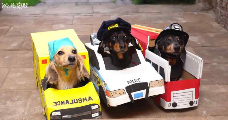 Wiener Dogs go Trick or Treating for Halloween mischief – Madly Odd!