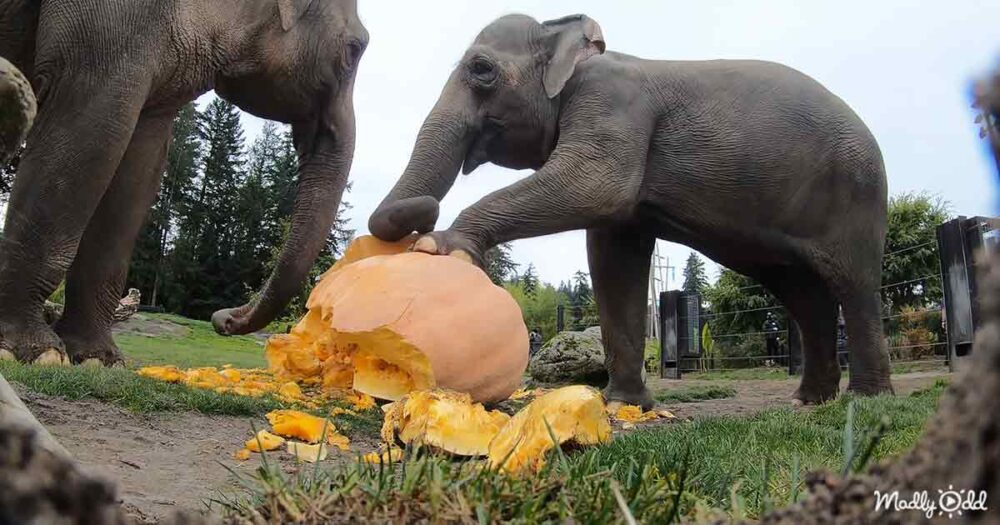 Elephants cheerfully smashing giant pumpkins – Madly Odd!