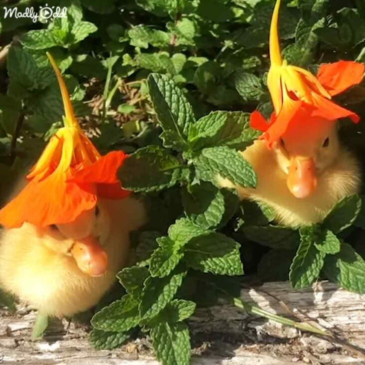 Heartwarming footage of a baby duckling falling asleep with a flower ...