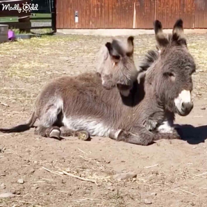 Mama donkey affectionately glances at her newborn foal for the first ...