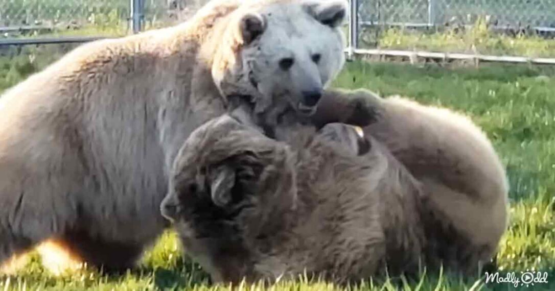 Orphaned bears love starting the day with a wrestling match