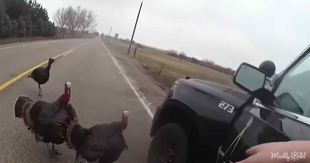 Sheriff encounters three loitering turkeys with something to prove ...