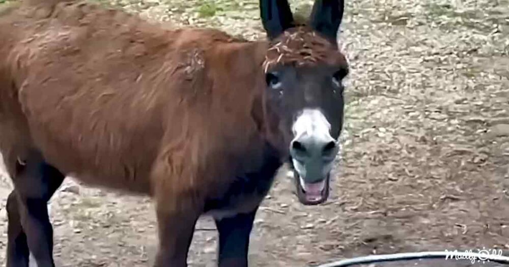 Singing donkey loves to serenade his mom with his beautiful voice ...