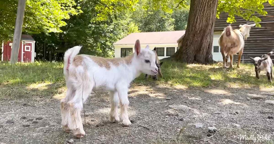 The cutest goat triplets have the happiest feet while running around ...