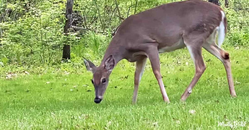 Woman captures video of deer from her back porch