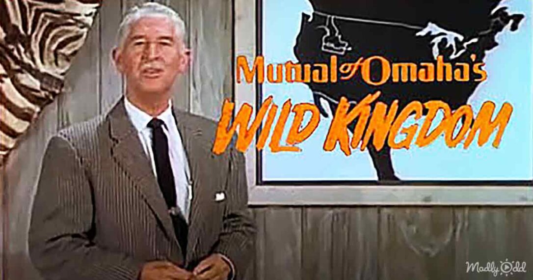60s kids will remember ‘Mutual Of Omaha’s Wild Kingdom’ with Marlin ...