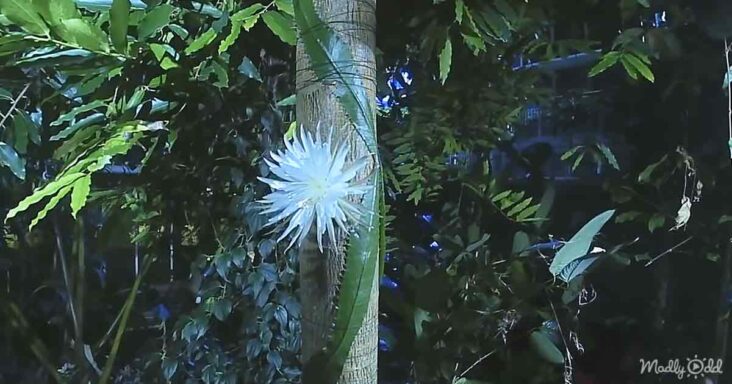 Breathtaking time-lapse – rare Moonflower that blooms once a year ...