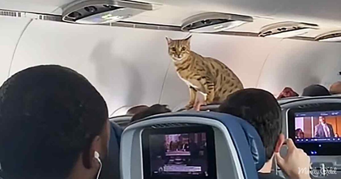 Curious cat escapes his carrier mid-flight for some hilarious hijinks ...