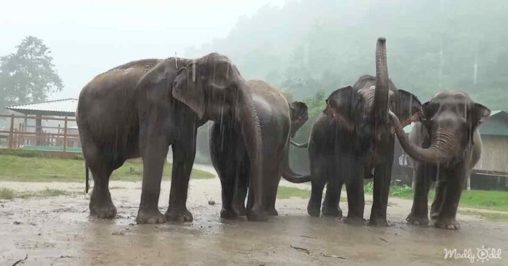 Elephants come out to sing in the rain – Madly Odd!