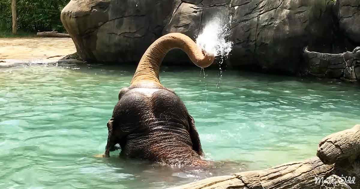 Elephants enjoy a sunny day in their pool