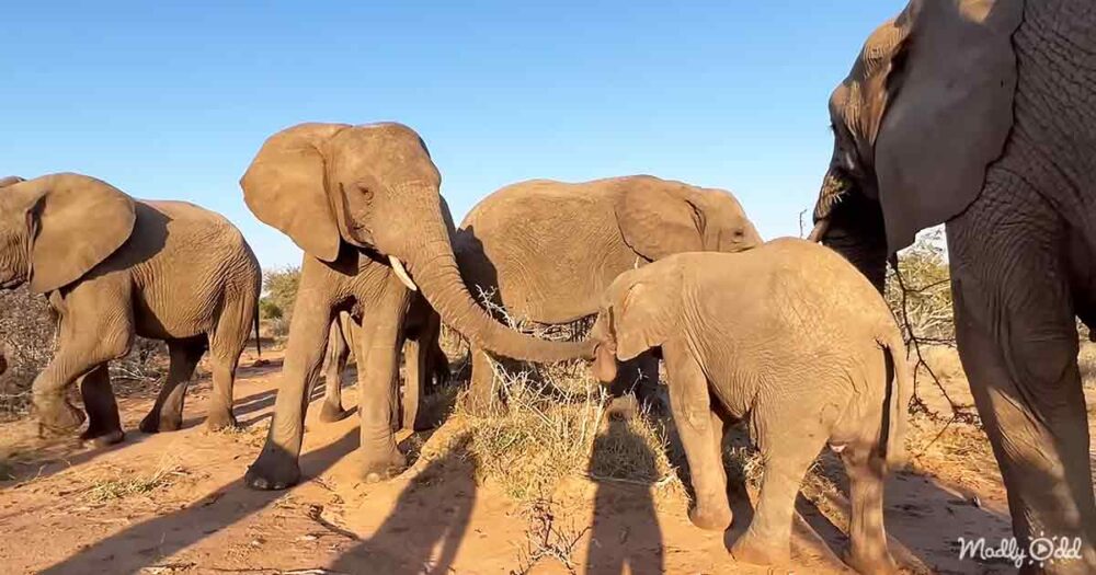 Female elephants protect baby elephant from roaming lion – Madly Odd!