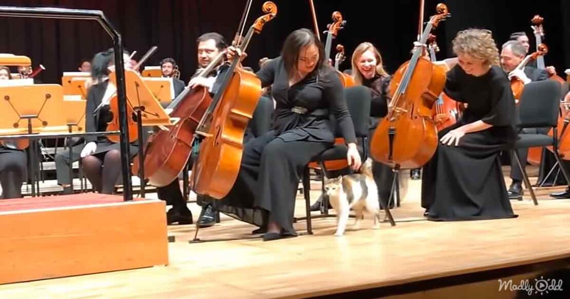 Funny classical music moments you won’t believe – Madly Odd!