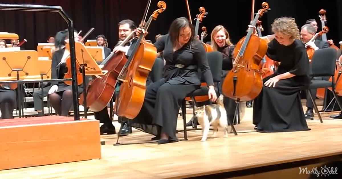 Funny classical music moments you won’t believe