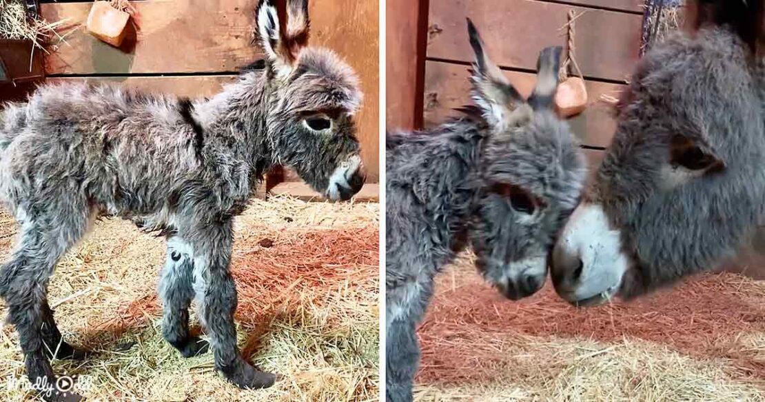 Mama donkey affectionately glances at her newborn foal for the first ...