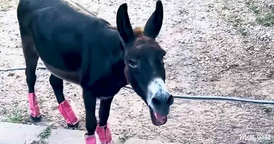 Singing donkey loves to serenade his mom with his beautiful voice