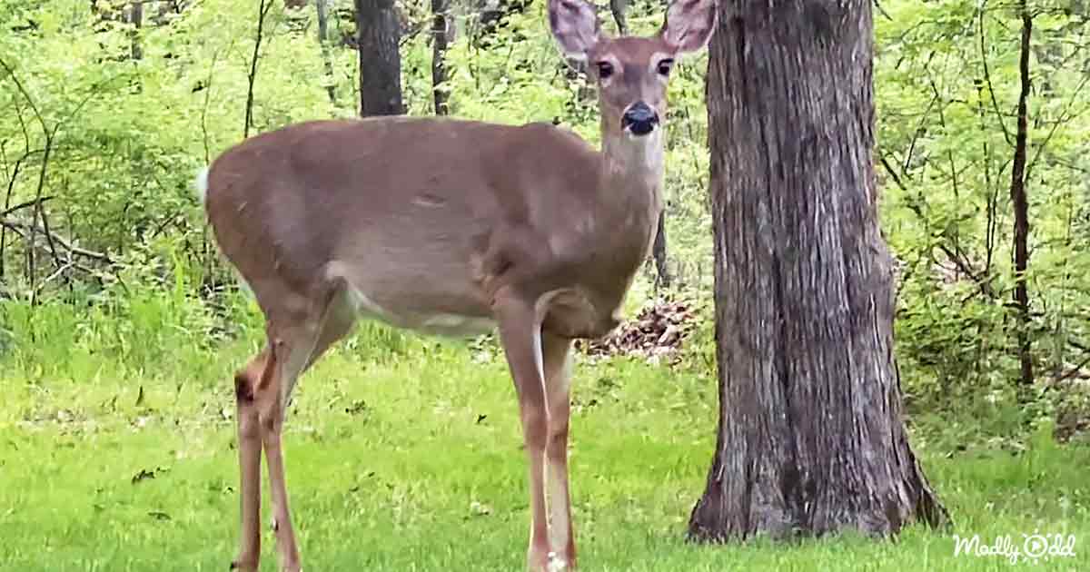 Woman captures video of deer from her back porch