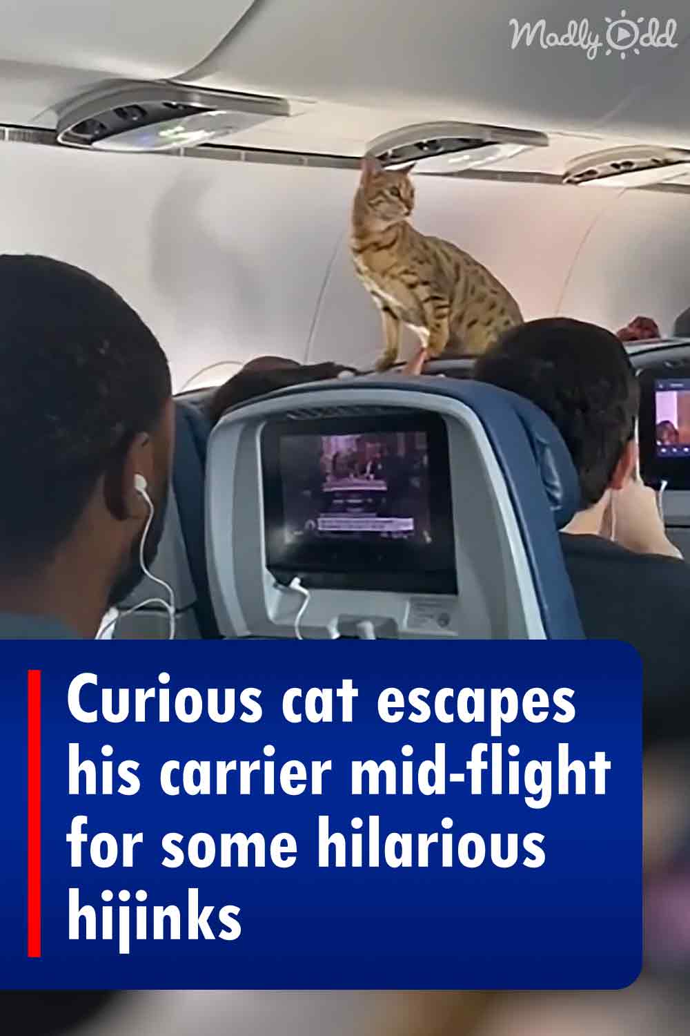 Curious cat escapes his carrier mid-flight for some hilarious hijinks ...