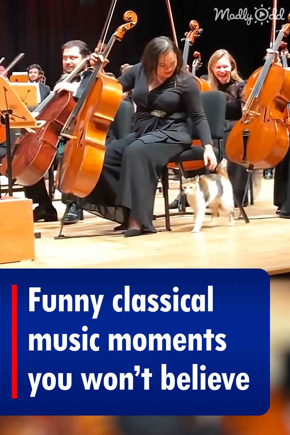 Funny classical music moments you won’t believe – Madly Odd!