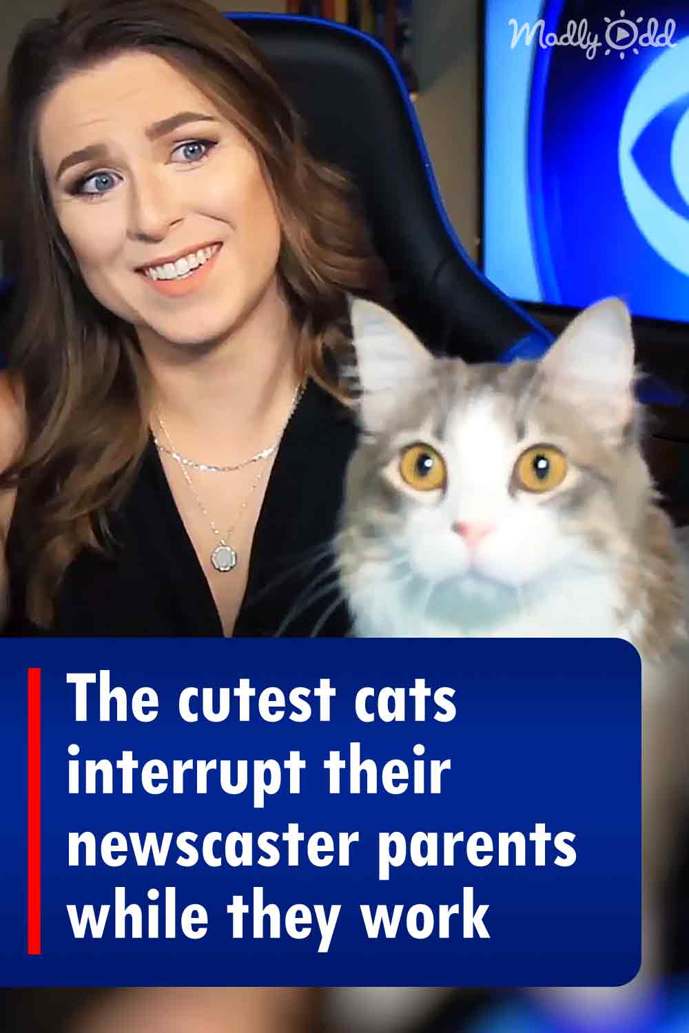 The cutest cats interrupt their newscaster parents while they work ...
