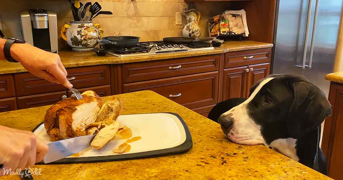 Goofy Great Danes will do anything for some Costco Chicken – Madly Odd!
