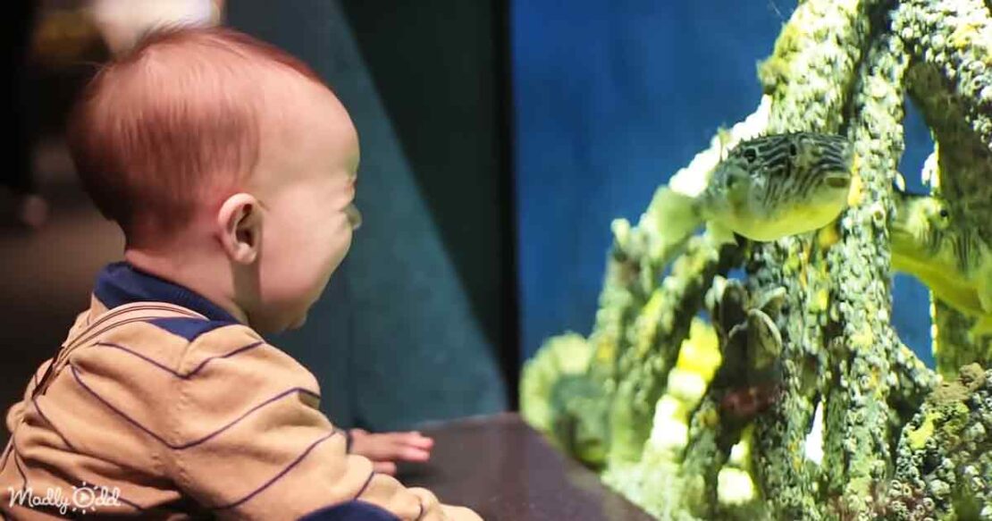 Little kids react in the funniest ways to fish in the aquarium – Madly Odd!
