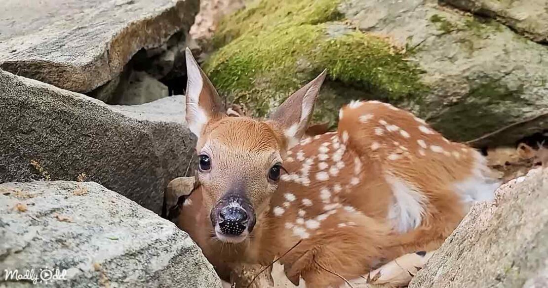 Mama deer brings her babies to meet man who showed her kindness over ...