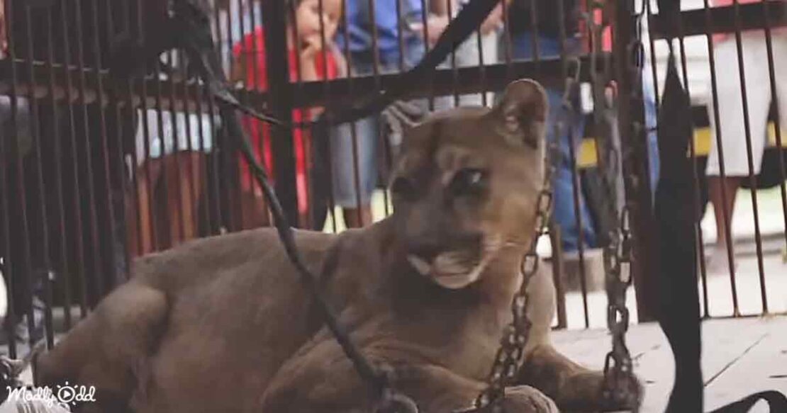 Mountain lion chained for 20 years in circus is finally returned to the ...