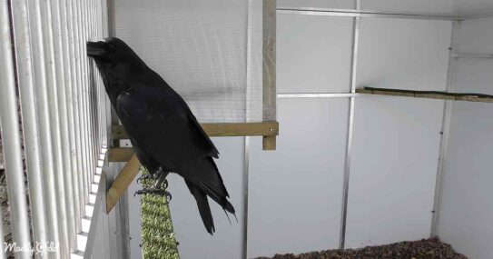 Smart raven who can’t stop talking mimics mom’s voice to perfection