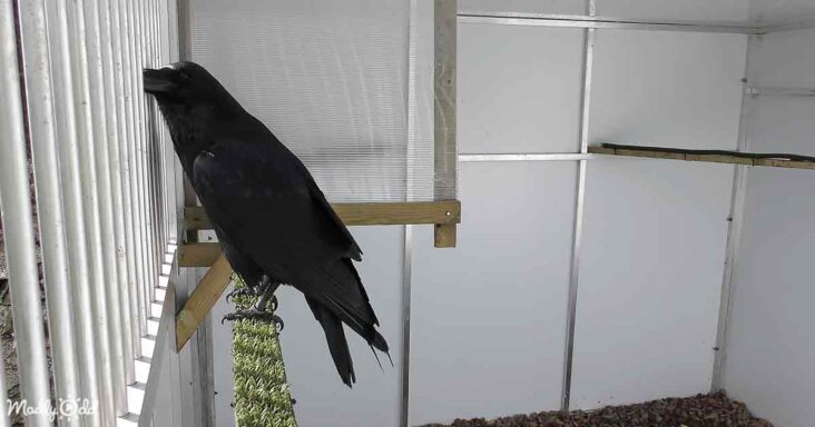 Smart raven who can’t stop talking mimics mom’s voice to perfection