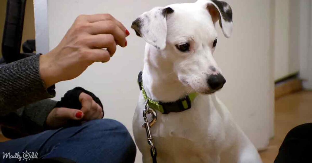This fabulous trick helps dogs learn sign language easily – Madly Odd!