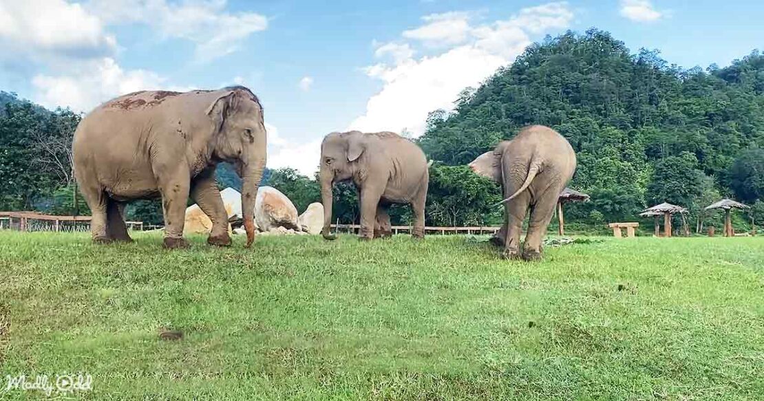 Three girl elephants form a little family of their own after being ...