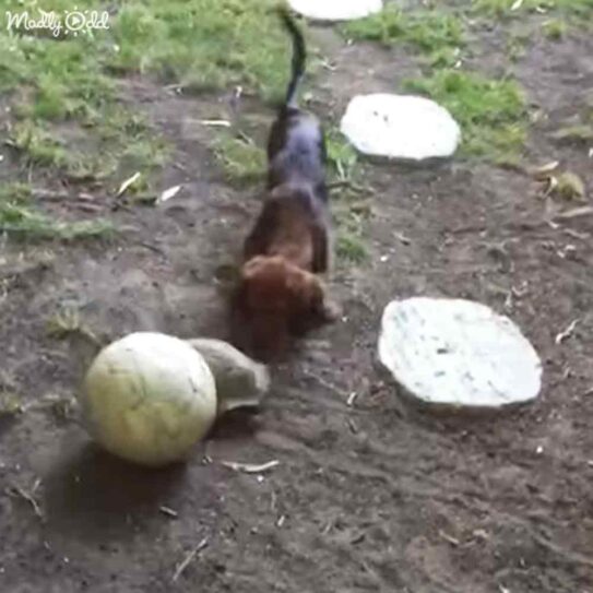 Tortoise and Dachshund face off in legendary soccer game