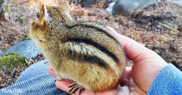 Why this wild chipmunk hops into her human friend’s hand – Madly Odd!