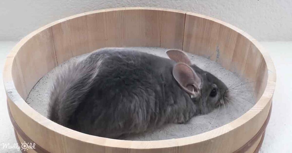 Words are unable to describe Chinchilla’s mesmerizing dust bath routine ...
