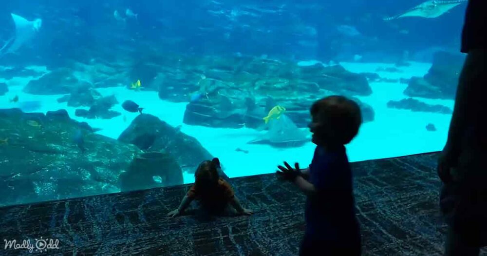 Little kids react in the funniest ways to fish in the aquarium – Madly Odd!