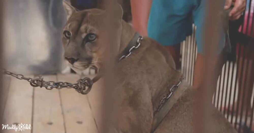 Mountain lion chained for 20 years in circus is finally returned to the ...