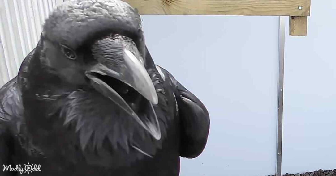 Smart raven who can’t stop talking mimics mom’s voice to perfection ...