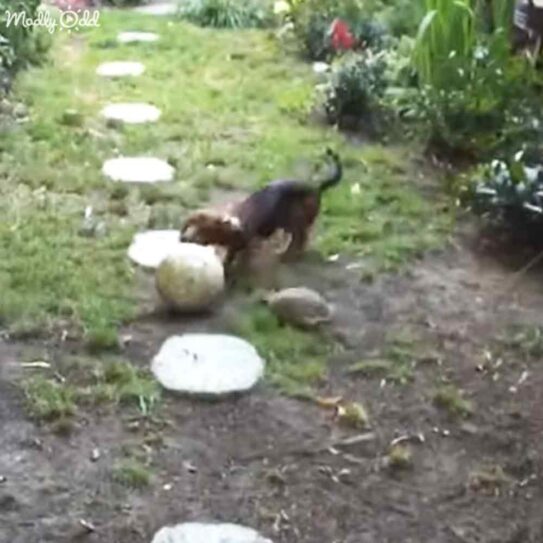 Tortoise and Dachshund face off in legendary soccer game