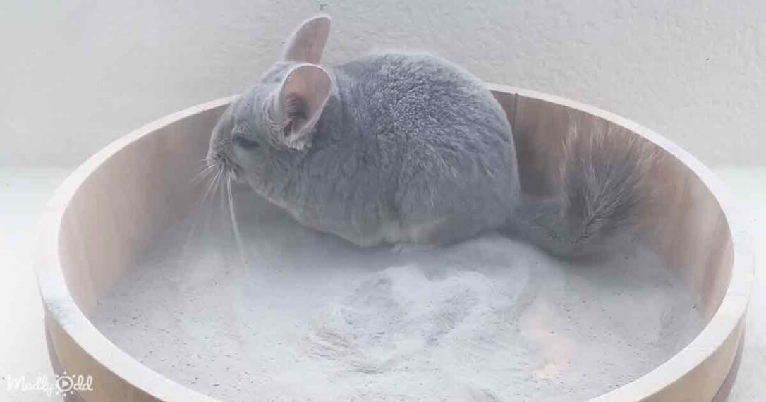 Words are unable to describe Chinchilla’s mesmerizing dust bath routine ...