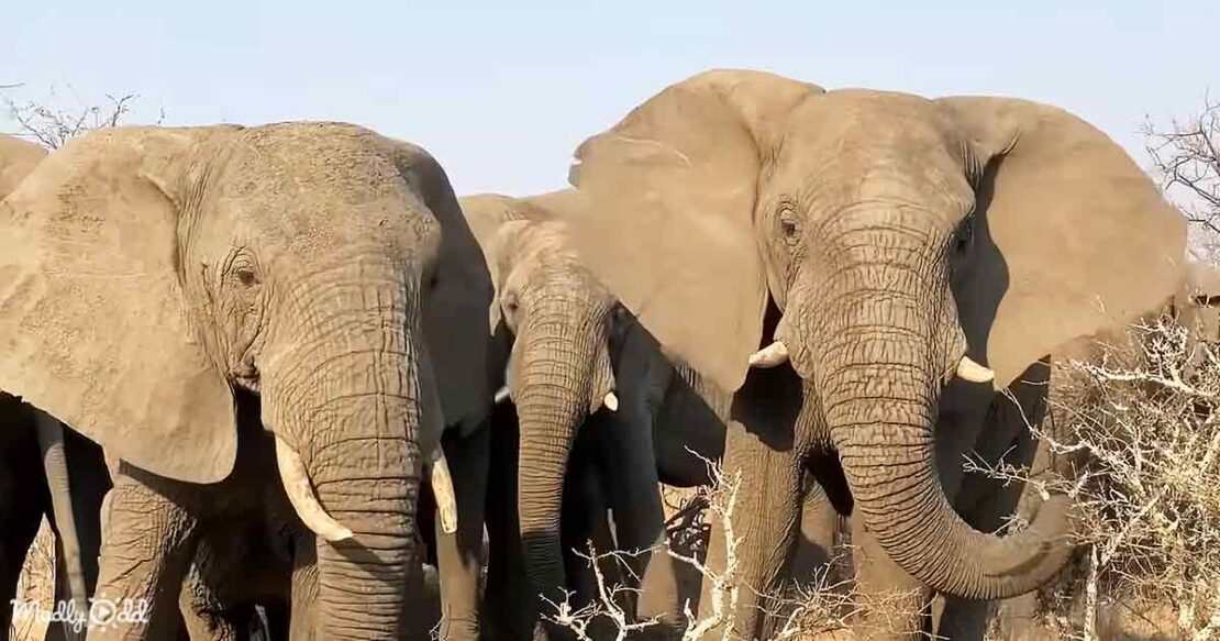 Distressed elephant gets picked on by bully – Madly Odd!