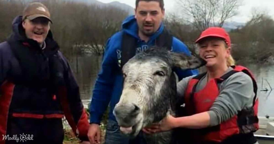 Donkey smiles from ear-to-ear after being rescued – Madly Odd!