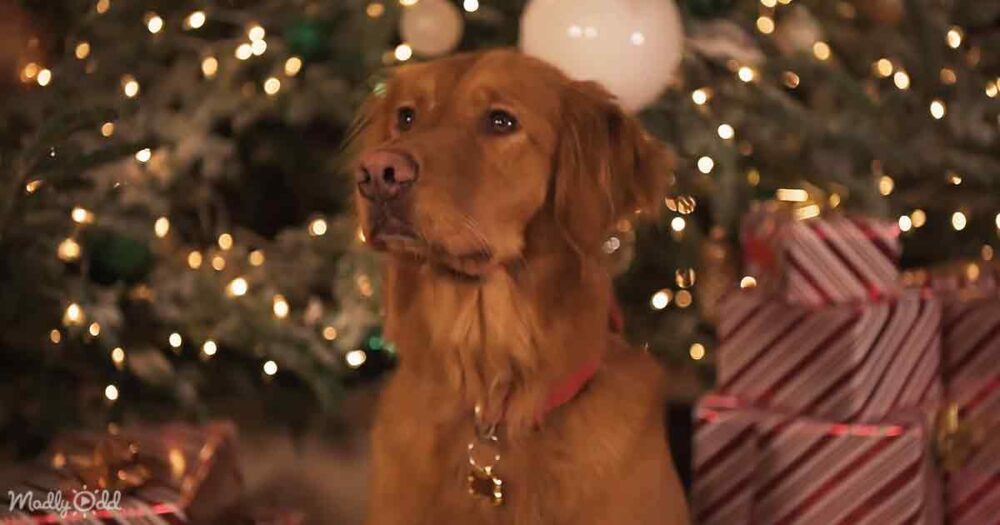 Incredible story of a dog who finds his home with Santa’s help – Madly Odd!